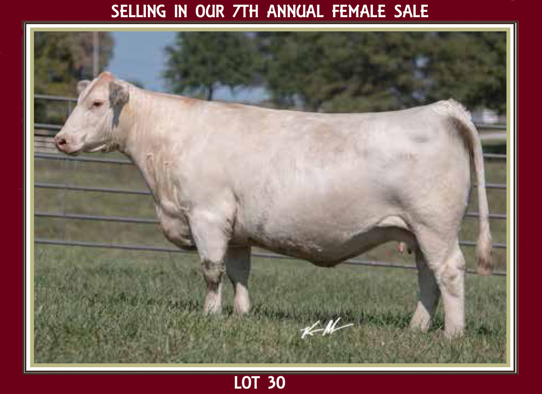 WC Charolais